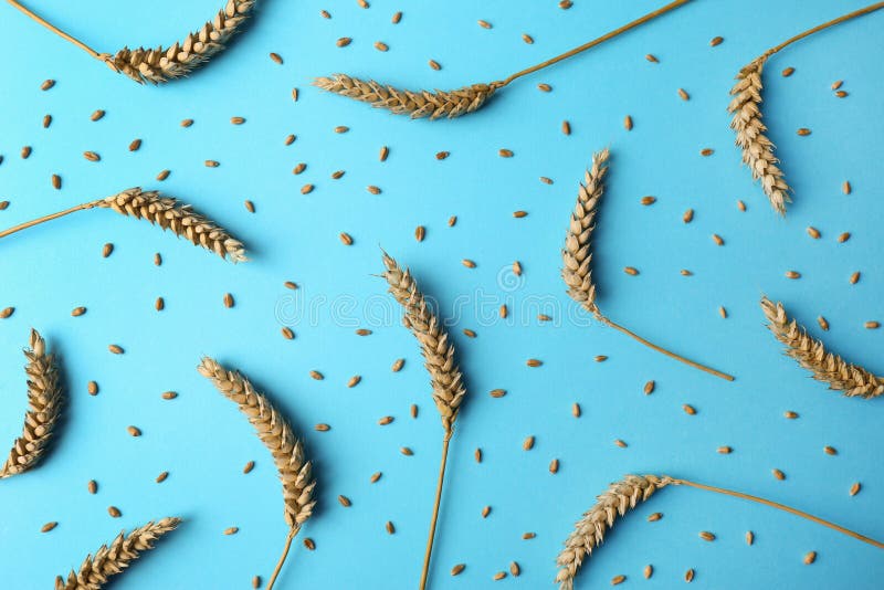 Many Ears of Wheat and Grains on Light Blue Background, Flat Lay Stock ...