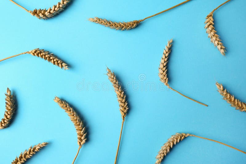 Many Ears of Wheat on Light Blue Background, Flat Lay Stock Photo ...