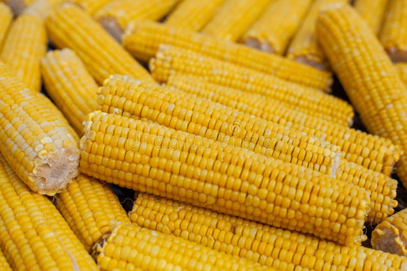 Many Ears of Yellow Corn Cooked Stock Image - Image of lunch, cereal ...