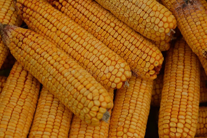 Yellow Corn Ear, Close Up Macro Surface Top View Background Stock Photo ...