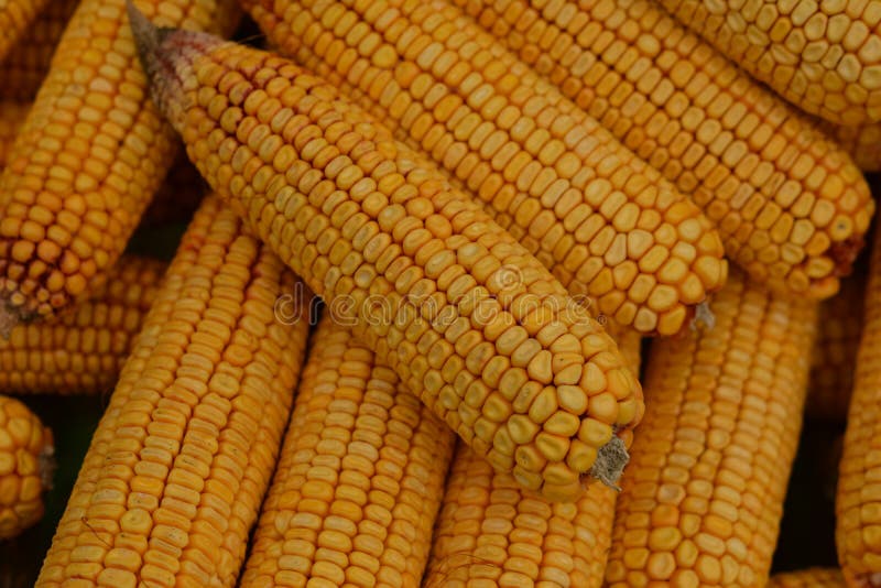 Yellow Corn Ear, Close Up Macro Surface Top View Background Stock Image ...