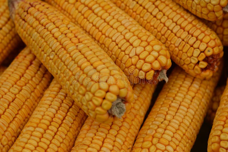 Yellow Corn Ear, Close Up Macro Surface Top View Background Stock Photo ...