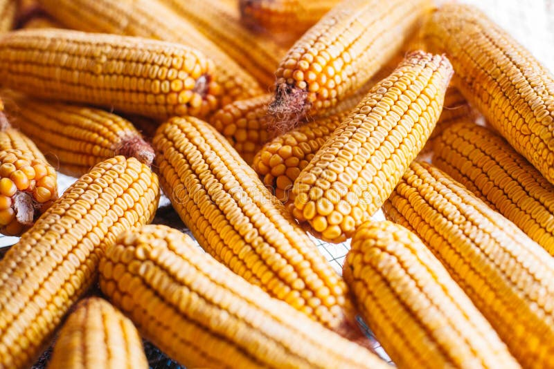 Many Ears of Yellow Dry Corn in the Sunlight. Corn Storage Stock Image ...