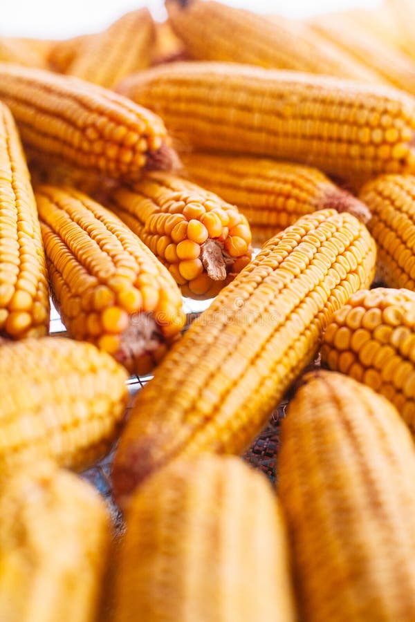 Many Ears of Yellow Dry Corn in the Sunlight. Corn Storage Stock Photo ...
