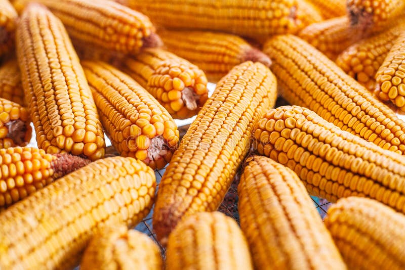 Many Ears of Yellow Dry Corn in the Sunlight. Corn Storage Stock Image ...