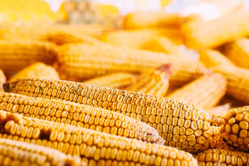 Many Ears of Yellow Dry Corn in the Sunlight. Corn Storage Stock Photo ...