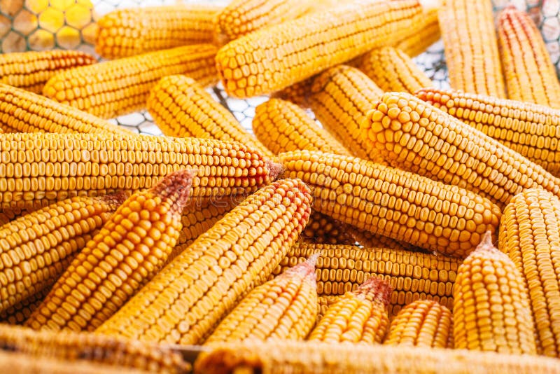 Many Ears of Yellow Dry Corn in the Sunlight. Corn Storage Stock Image ...