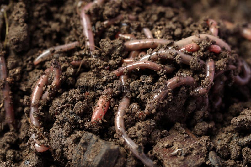 Earthworms Crawling in the Soil. Stock Image - Image of wildlife ...