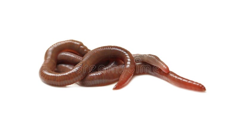 Many Earthworms on White Background. Terrestrial Invertebrates Stock ...