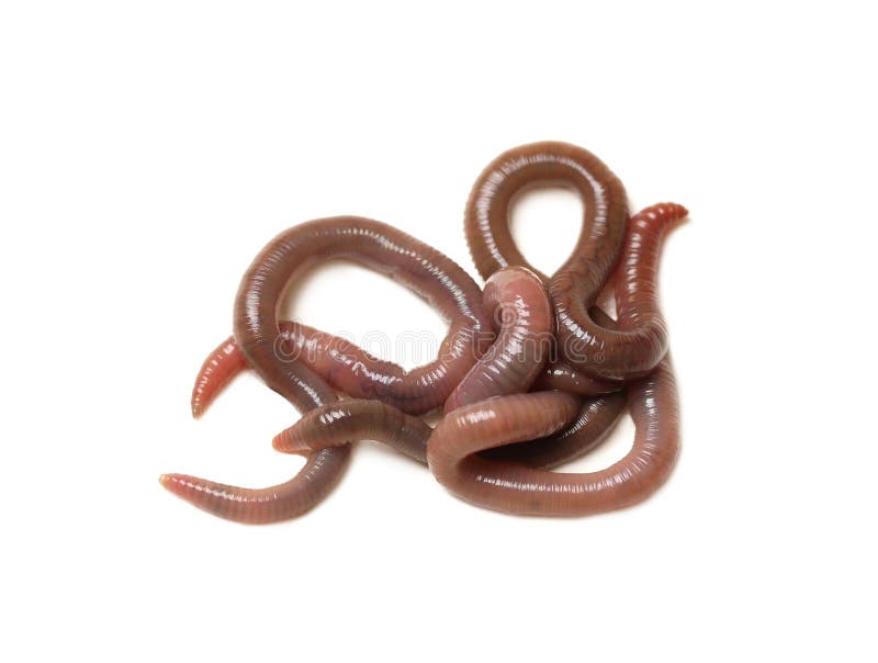 Two Earthworms on White Background. Terrestrial Invertebrates Stock ...