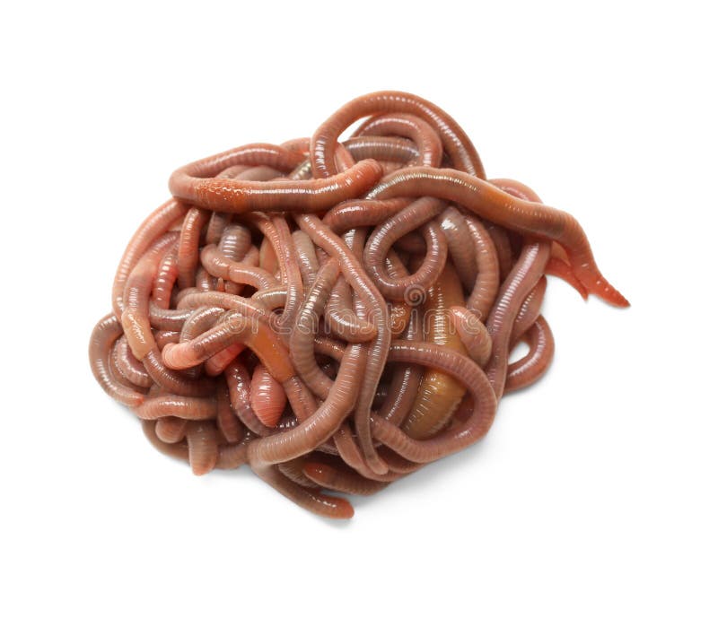 Many Earthworms on White Background, Top View. Terrestrial ...