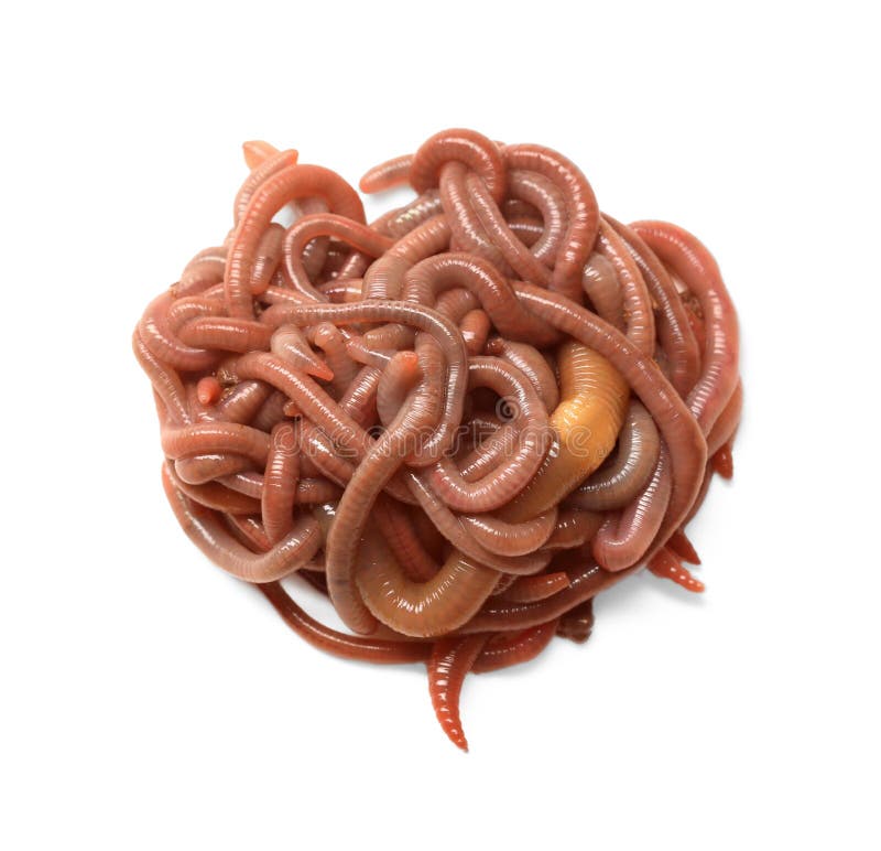 Many Earthworms on White Background, Top View. Terrestrial ...
