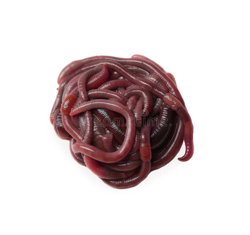 Many Earthworms on White Background. Terrestrial Invertebrates Stock ...