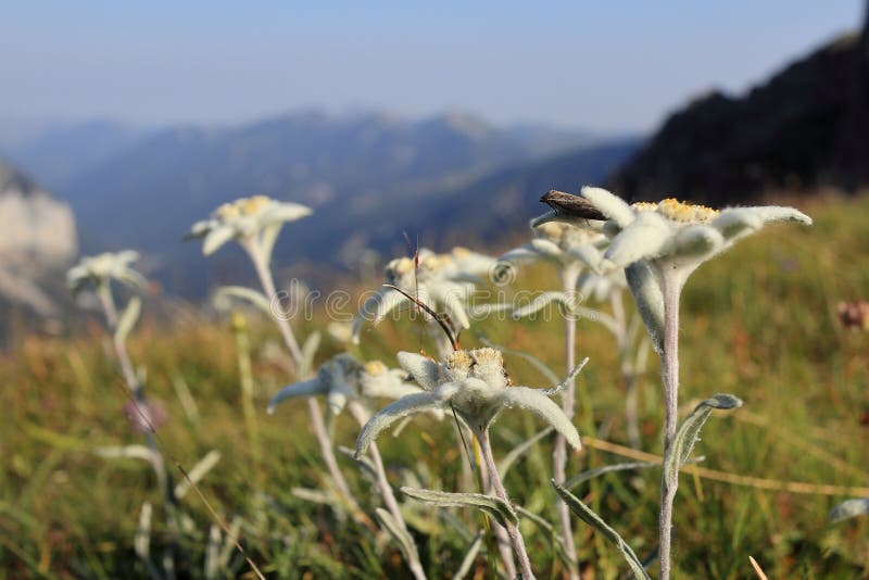 Many Edelweiss - Flowers on a Field Stock Image - Image of europe ...