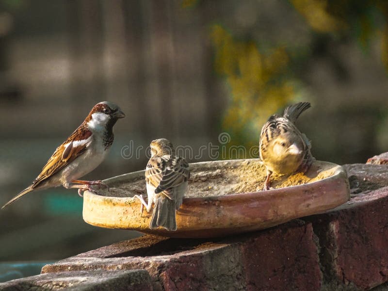 The Many Faces of Sparrows: a Look at the Different Species Stock Photo ...