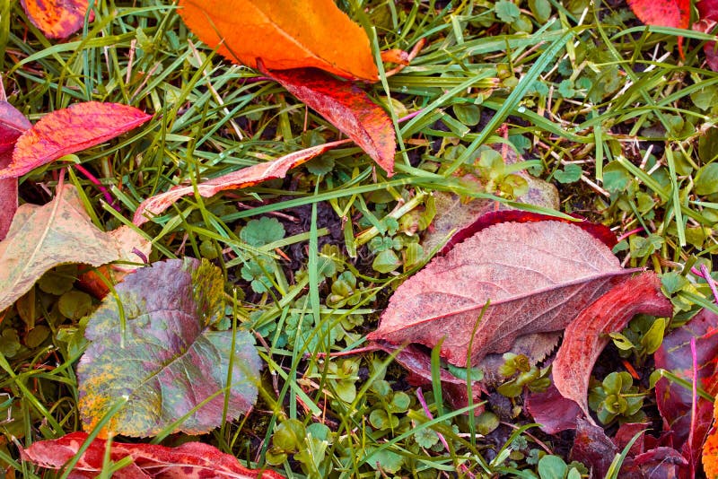 Many Fallen Autumn Leaves on Green Grass Stock Image - Image of park ...