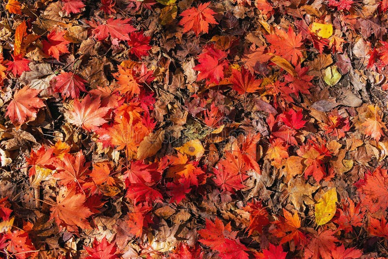 Many Fallen Maple Leaves on the Ground Lit by the Sun Stock Image ...
