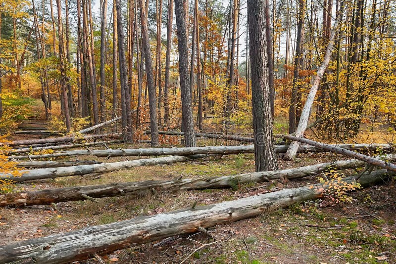 Many Fallen Old Trees in the Autumn Forest Stock Photo - Image of ...