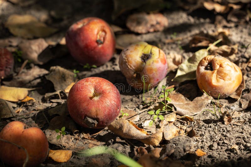 Many Fallen Red Apples Fruit in Garden Fall, Rotten Spoiled Apple Stock ...