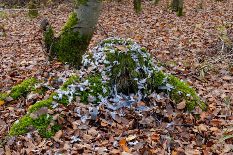Many Feathers Spread Around a Tree Stump in the Forest Where a Predator ...