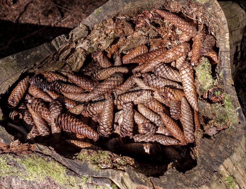 Many Fir Tree Cones in the Stump Stock Photo - Image of tree, stump ...