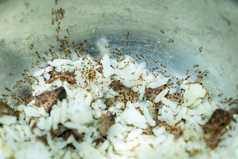 Ant, Ants On Rice, Swarm Small Red Ants In Rice Seed White Selective ...