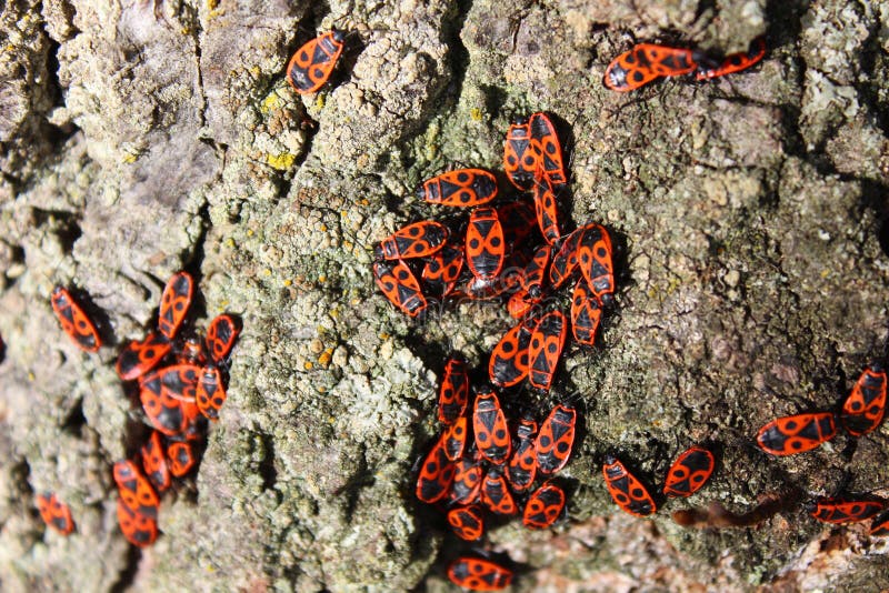 Many fire bugs stock photo. Image of insects, animal - 259826638