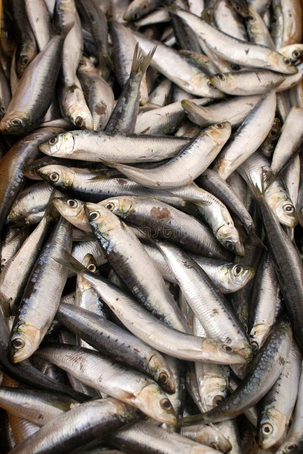 Fish market stock photo. Image of journey, vacation, graphics - 537442