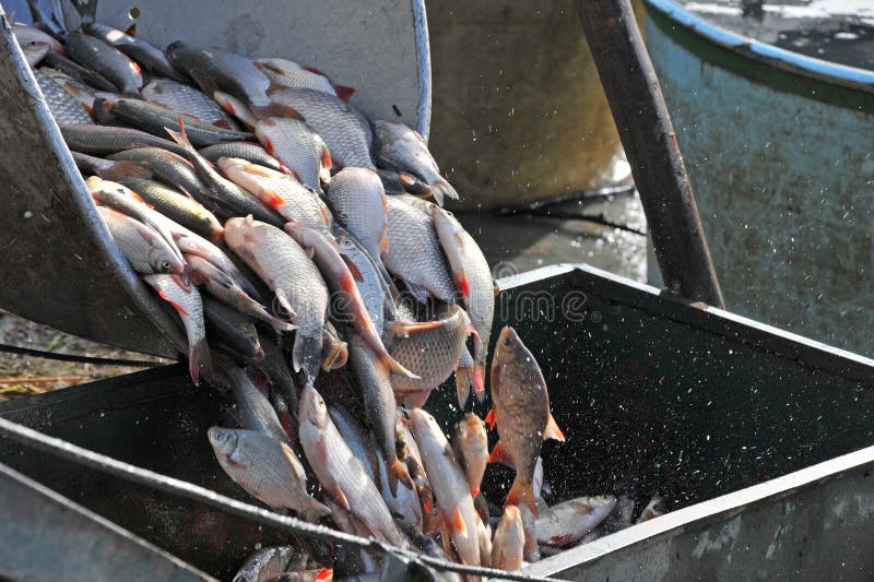 Many fish stock image. Image of booty, nature, full, drop - 27486899