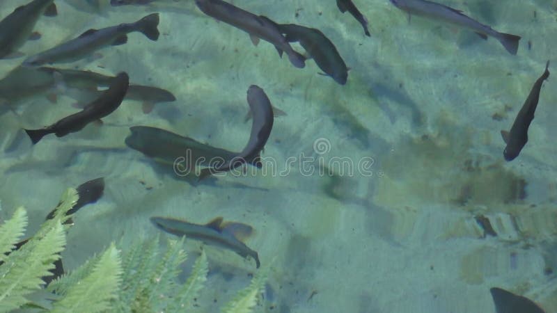 Many fish from above stock footage. Video of group, shallow - 83066810