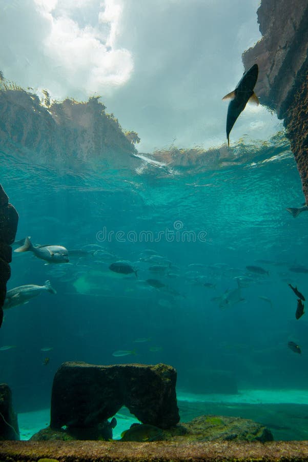 Many fish in aquarium stock photo. Image of light, nature - 83766416