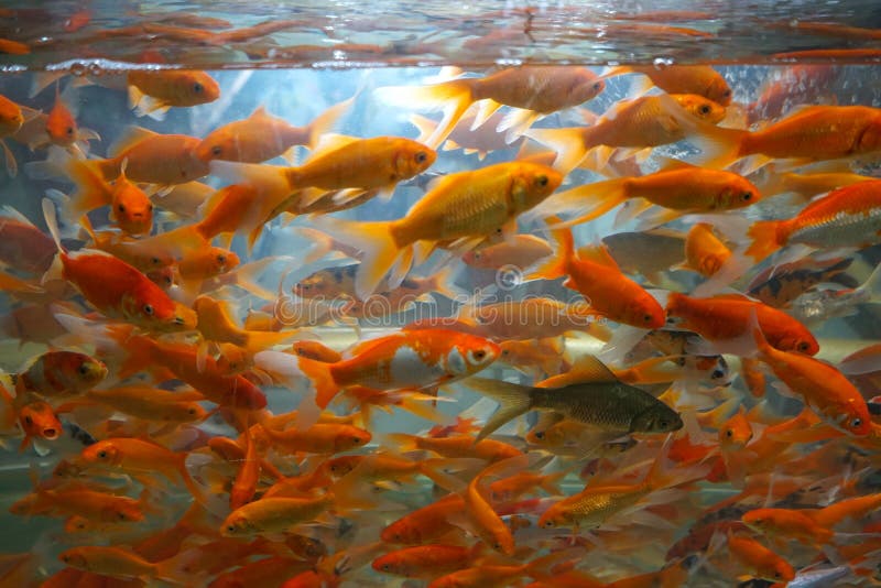 Many fish in an aquarium stock image. Image of clear - 260377691