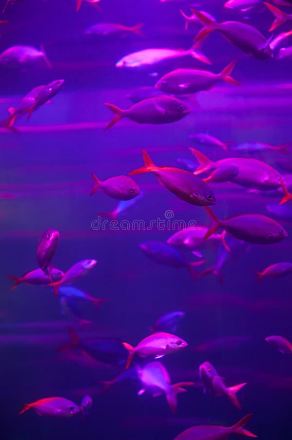 Many fish in aquarium stock image. Image of snorkeling - 140293087