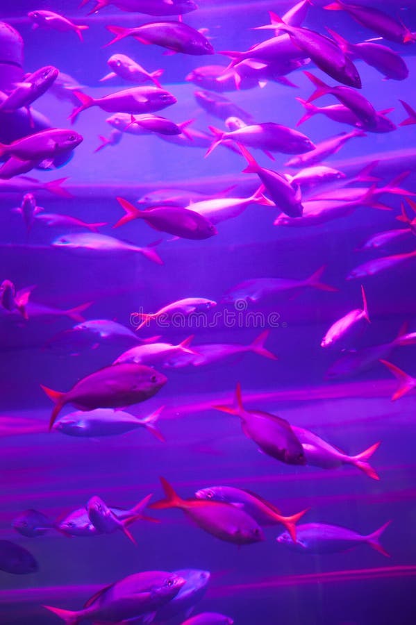 Many fish in aquarium stock image. Image of wild, snorkeling - 150200103