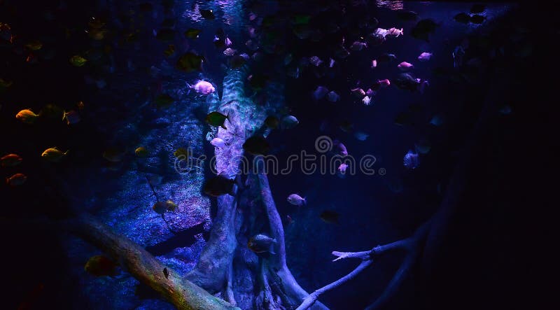 Many fish in aquarium stock photo. Image of ocean, underwater - 54455444