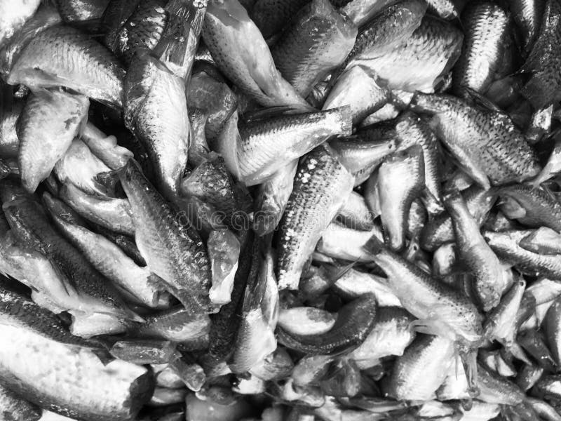 Many Fish Caught in the Market. Black and White Photo Stock Image ...