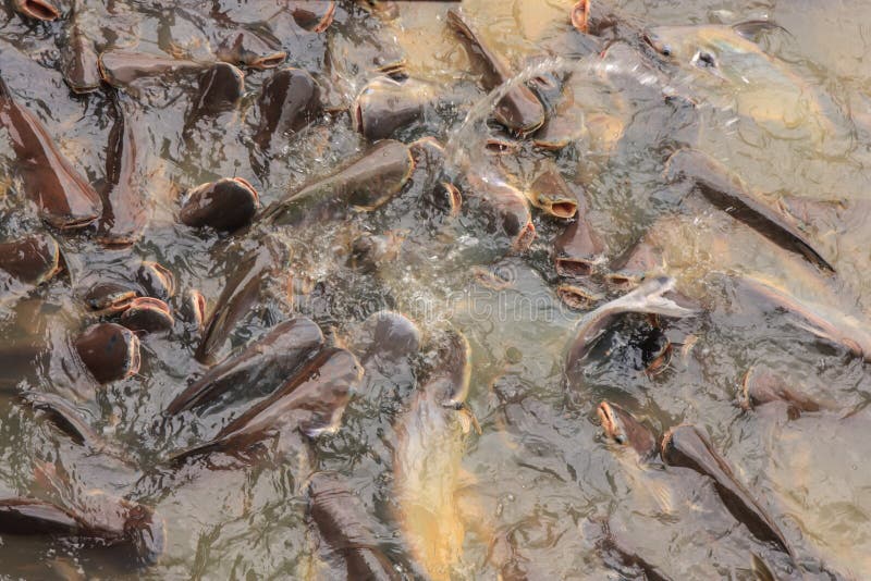 Many fish eating stock image. Image of natural, dense - 33106049