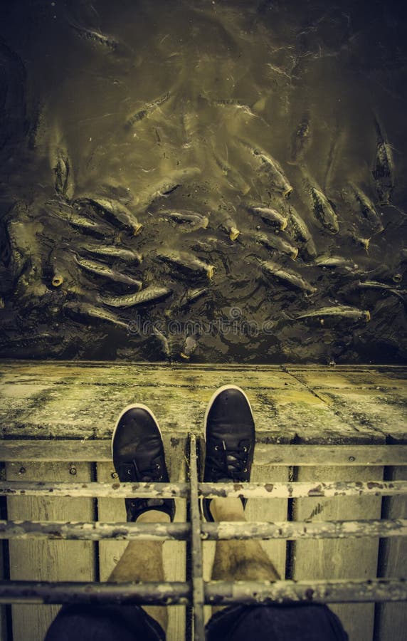 Many fish eating stock photo. Image of feed, eating - 138318336