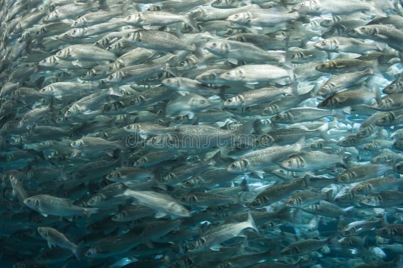 Many Fish stock photo. Image of group, marine, ocean - 70804802