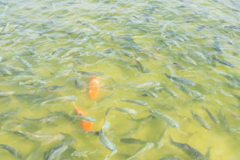 So many fish in lagoon stock photo. Image of fish, fresh - 49462796