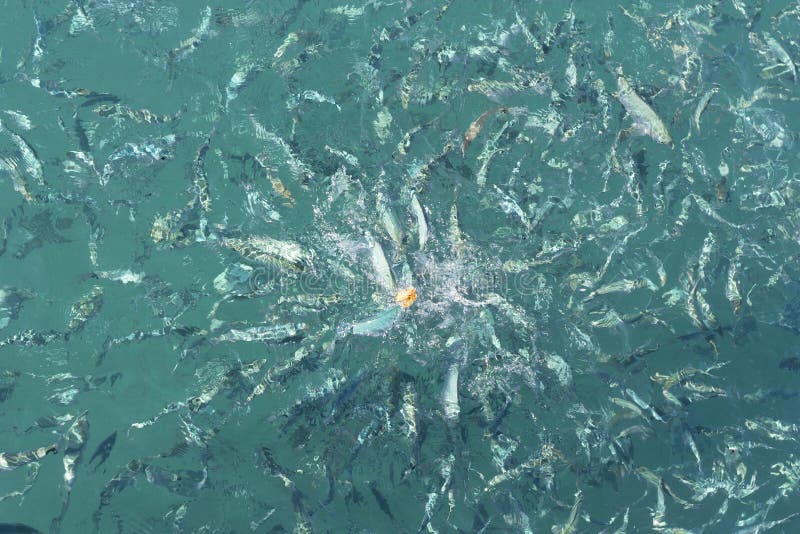 Many Fish in Motion on the Beautiful Water Surface Eat Bread. Top View ...