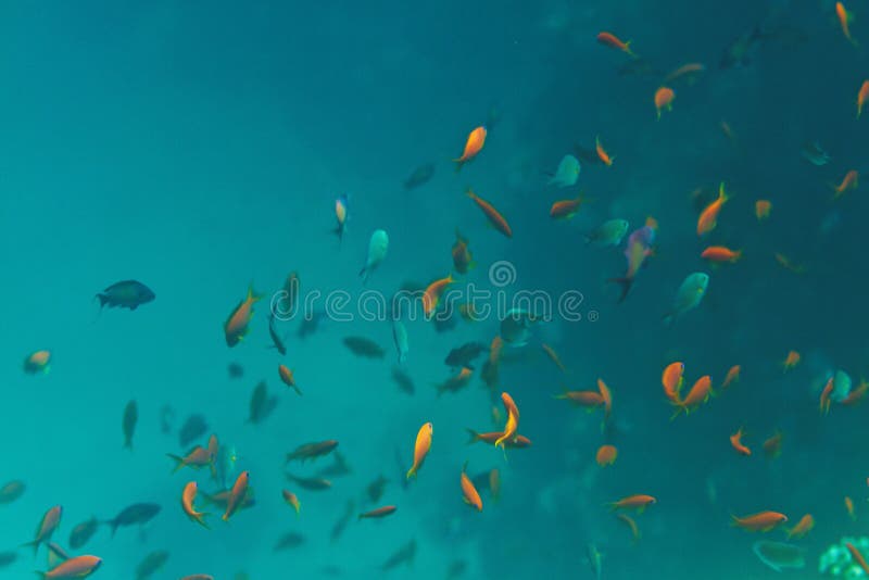 Many Fish among Ocean Reefs Stock Image - Image of fish, exotic: 213487201