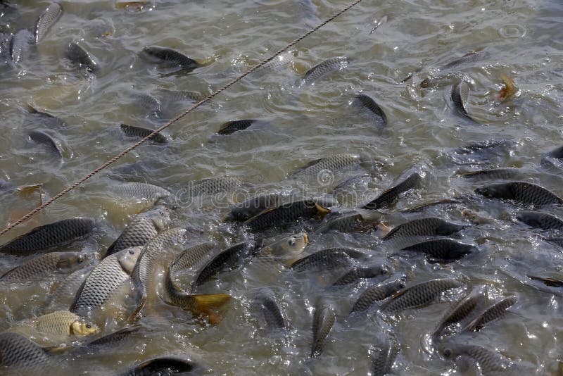 Many of the fish pond stock photo. Image of delicious - 224866354