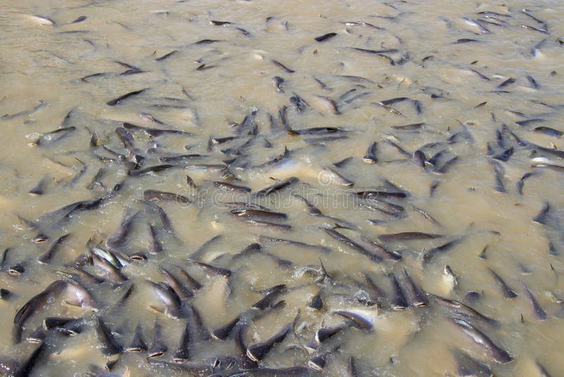 Many Fish in the River Eat Food Stock Photo - Image of living, color ...