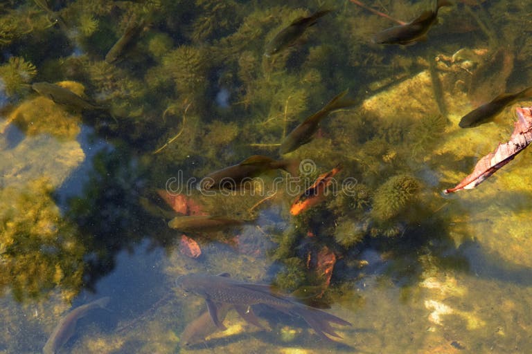 Many fish stock image. Image of love, garden, purple - 78024825