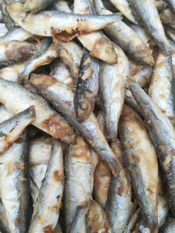 Fish sprattus stock photo. Image of health, gran, aquatic - 113952148