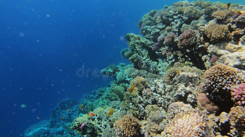 Many Fish Swim among Corals in the Red Sea, Egypt Stock Video - Video ...