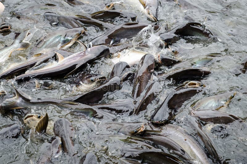 Many fish stock image. Image of life, swim, farm, pool - 56180345