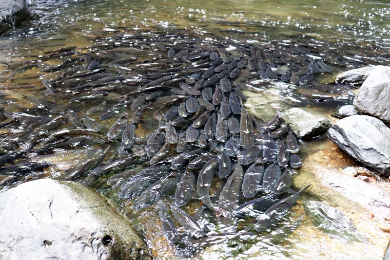 Hunger Fish stock image. Image of swim, palao, grow - 192012029