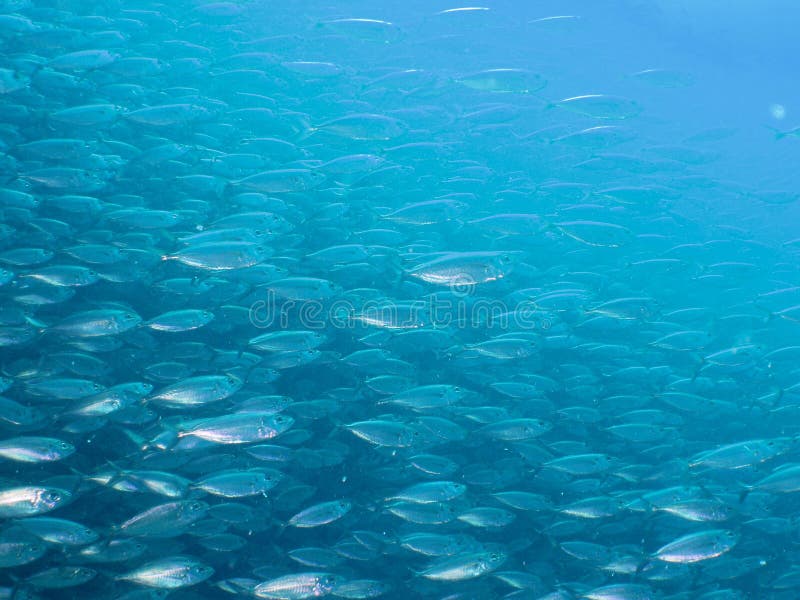 Many fishes stock image. Image of life, profile, diving - 12843715